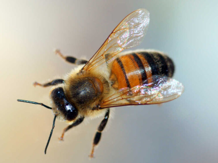 What Is A Drone Bee? Appearance, Roles, & Benefits Bee Professor