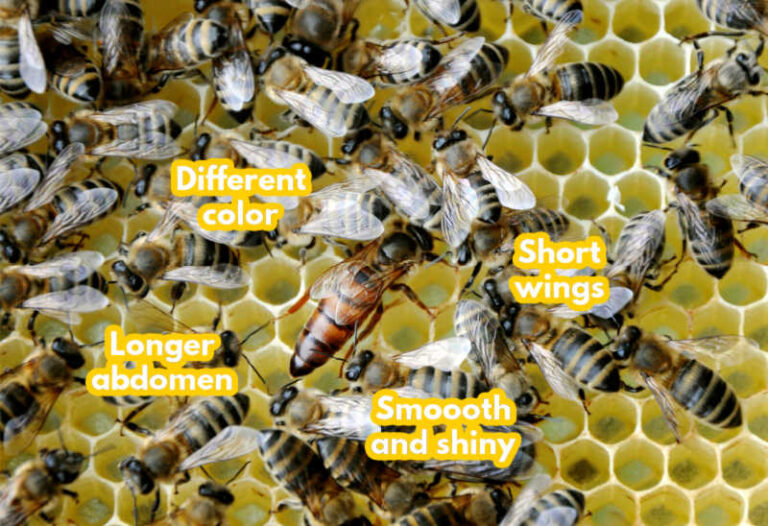 What Does A Queen Bee Look Like? Bee Professor