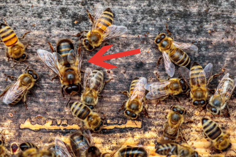 What Is A Drone Bee? Appearance, Roles, & Benefits Bee Professor