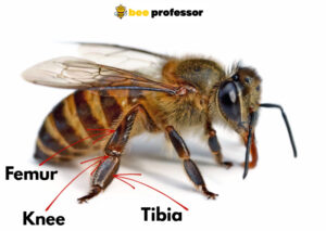 Do Bees Have Knees? Get The Quick Facts Bee Professor