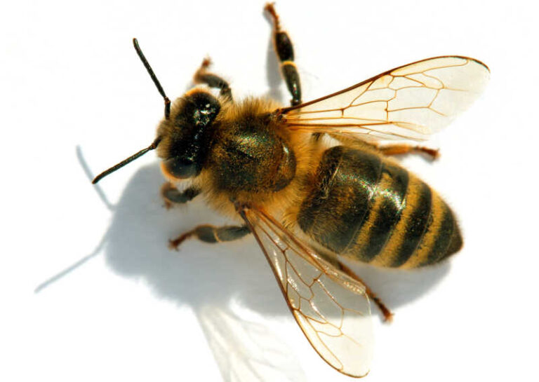 What Are The Seven Bee Families? Bee Professor
