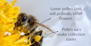 How Do Bees Transfer Pollen Between Flowers? Bee Professor