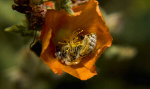 Do Bees Sleep? An Essential Bee Slumber Guide Bee Professor