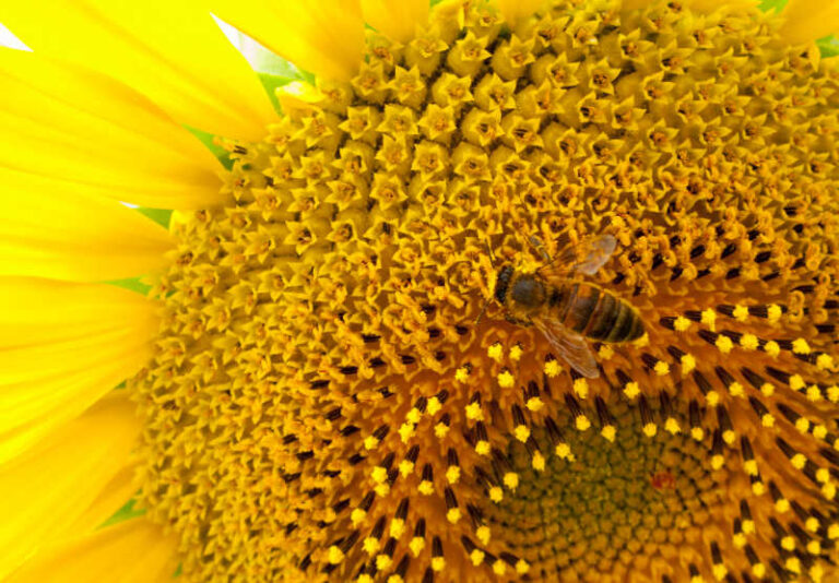 How Do Bees Transfer Pollen Between Flowers? Bee Professor