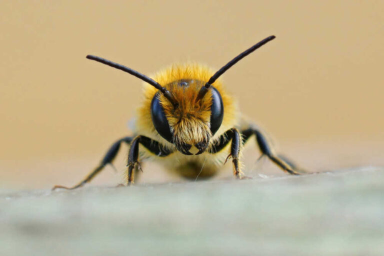 Anatomy Of A Honey Bee - Beginner's Guide Bee Professor