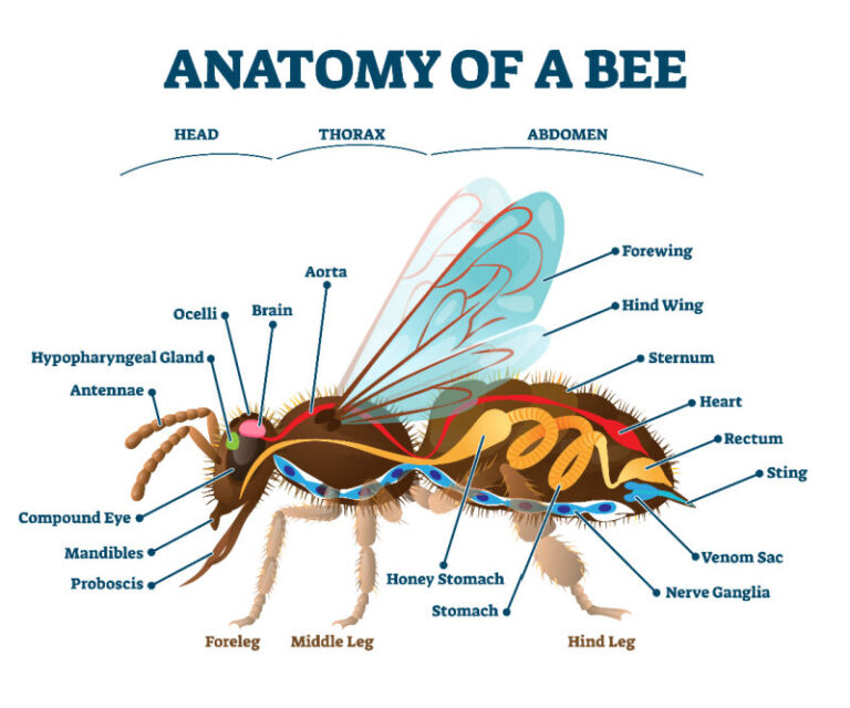 Anatomy Of A Honey Bee - Beginner's Guide Bee Professor