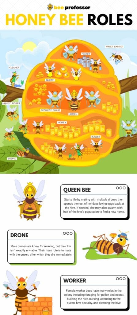 11 Critical Worker Bee Jobs In The Colony Bee Professor