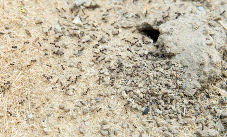 How To Keep Ants Out Of Hives [13 Ways] Bee Professor