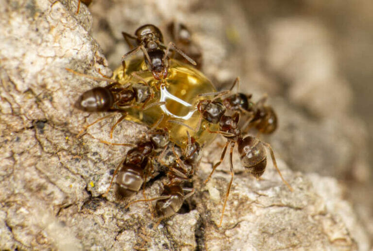 How To Keep Ants Out Of Hives [13 Ways] Bee Professor