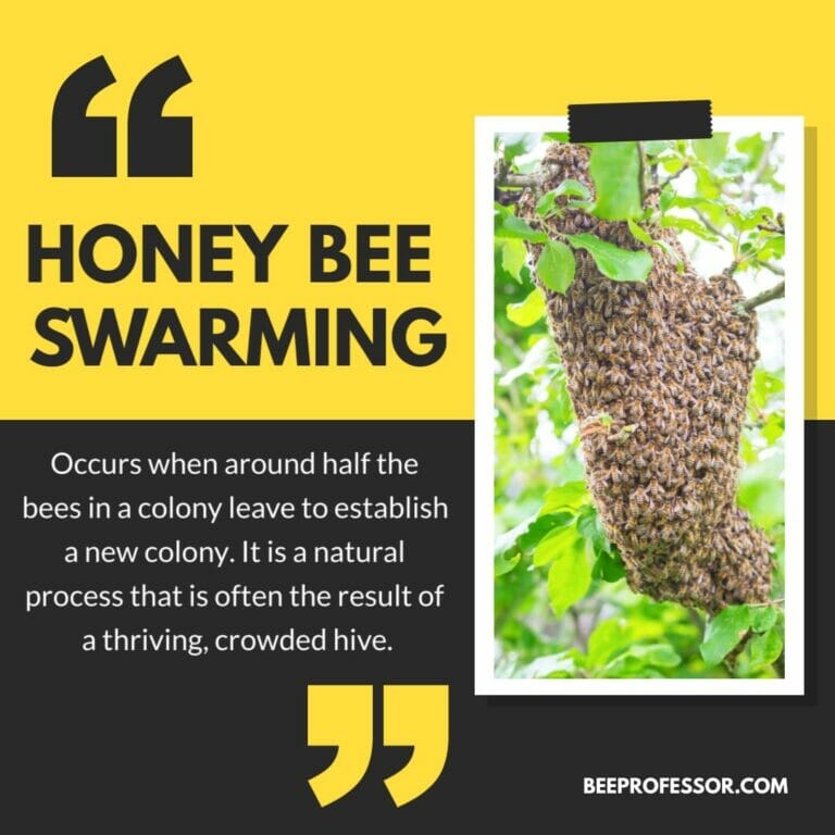 What Is Honey Bee Swarming? 2024 Guide Bee Professor