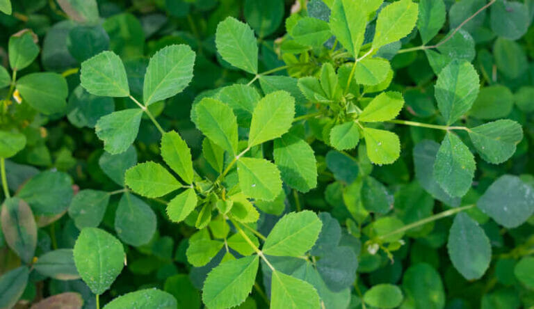 What Is The Best Clover For Honey Bees? [Top 5] Bee Professor