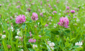 What Is The Best Clover For Honey Bees? [Top 5] Bee Professor
