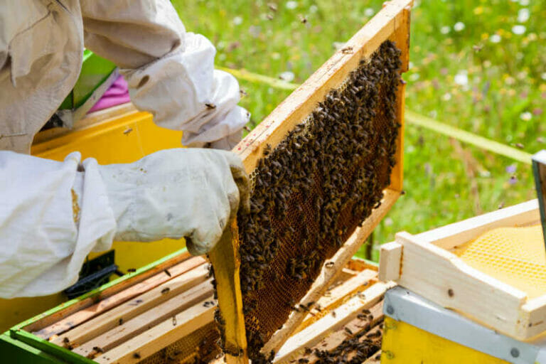 How To Combine Beehives – Step-By-Step Guide Bee Professor