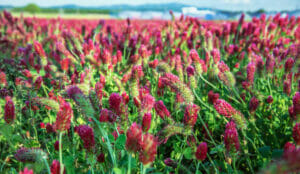 What Is The Best Clover For Honey Bees? [Top 5] Bee Professor