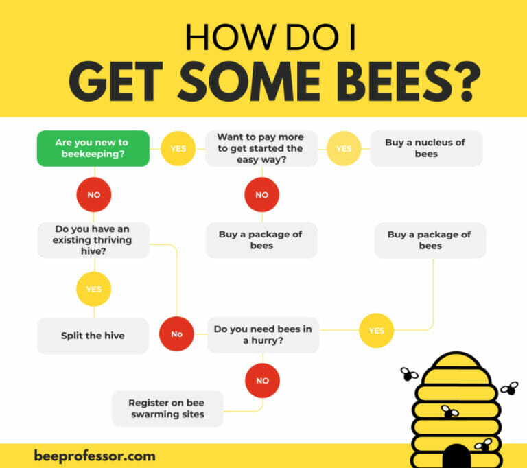 How To Get Bees For Your Hive [5 Ways] Bee Professor