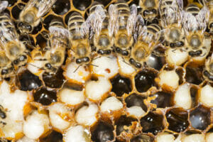 How To Test For Varroa Mites [3 Ways] Bee Professor