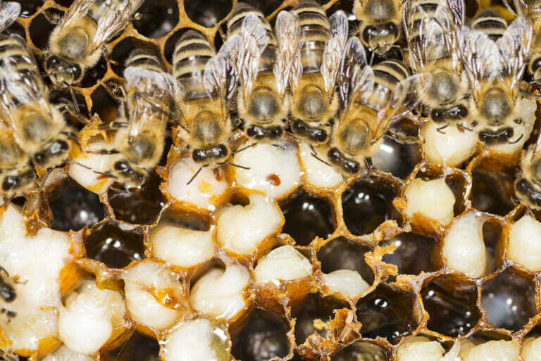 How To Test For Varroa Mites [3 Ways] Bee Professor