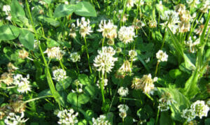 What Is The Best Clover For Honey Bees? [Top 5] Bee Professor