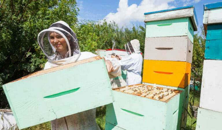 What Is A Langstroth Hive? In-Depth 2024 Guide Bee Professor
