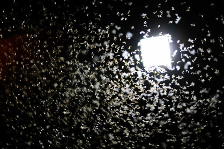 Are Honey Bees Attracted To Light? Bee Professor