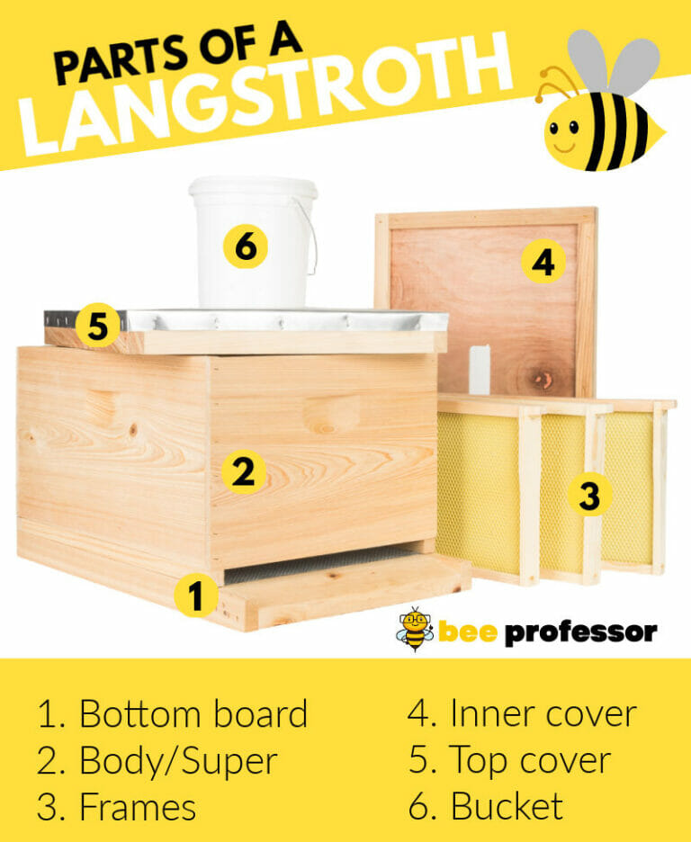 What Is A Langstroth Hive? In-Depth 2024 Guide Bee Professor
