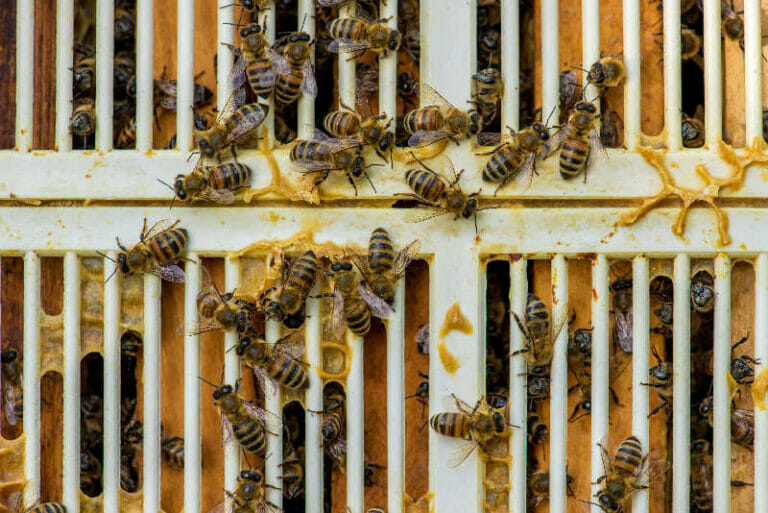 What Is A Langstroth Hive? In-Depth 2024 Guide Bee Professor