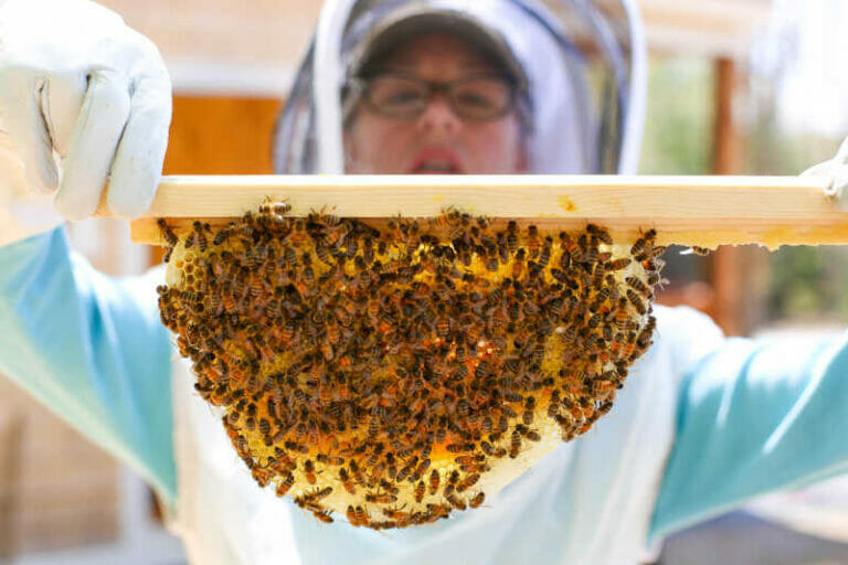 What Is A Top Bar Hive? A Beekeeper's Guide 2024 Bee Professor