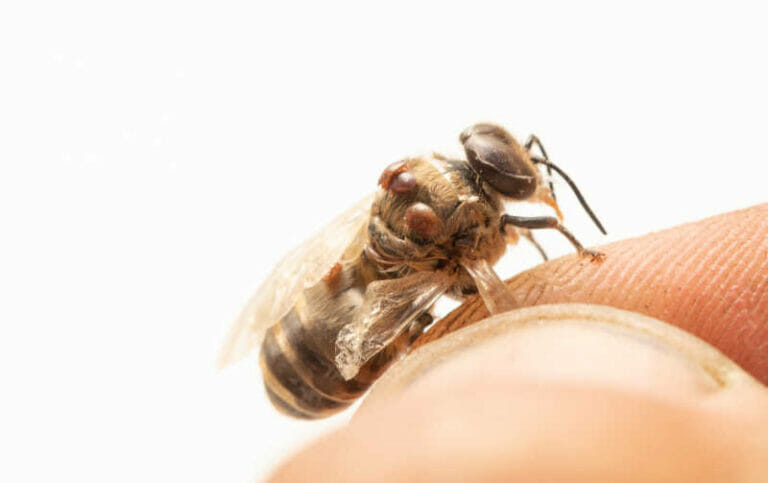 What Are Russian Bees? A Complete Guide Bee Professor