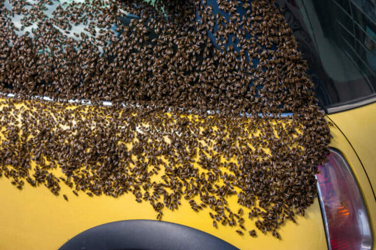 What Are Russian Bees? A Complete Guide Bee Professor