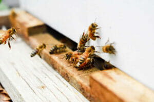 What Are Carniolan Bees? A Beekeeper’s Guide Bee Professor