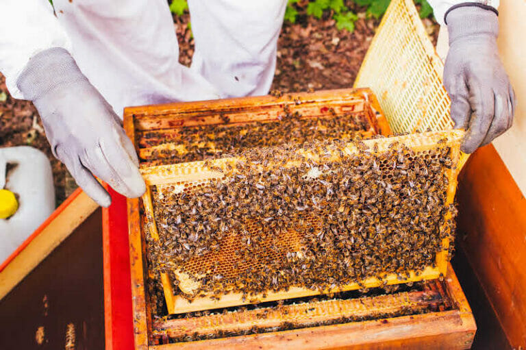 What Are Buckfast Honey Bees? Must-Read Guide Bee Professor