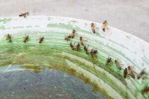 14 Tips For Keeping Bees Away From Your Pool Bee Professor