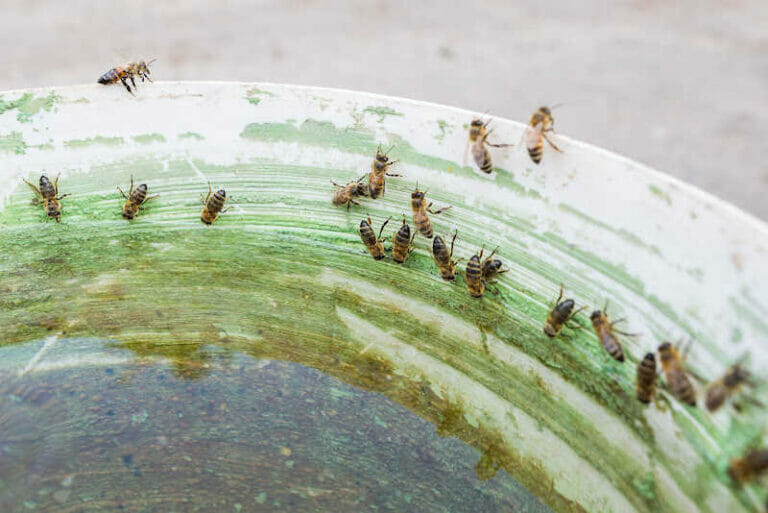 14 Tips For Keeping Bees Away From Your Pool Bee Professor
