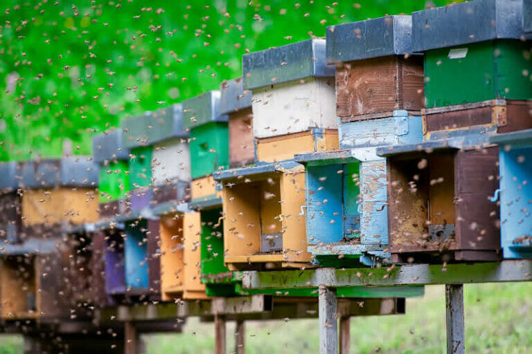 What Are Italian Bees? Traits, Pros, And Cons Bee Professor