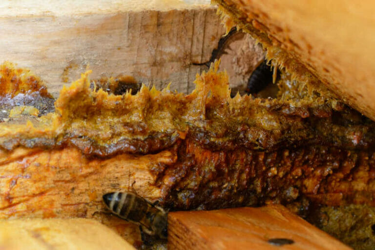 How To Harvest Propolis - A Beekeeper's Guide Bee Professor