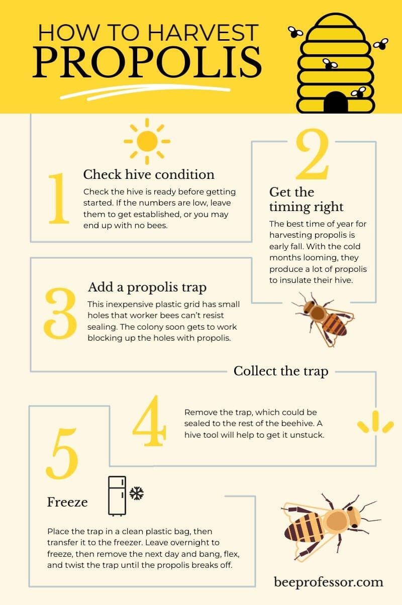 How To Harvest Propolis - A Beekeeper's Guide Bee Professor