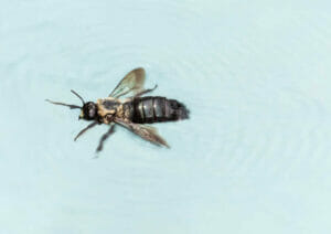 14 Tips For Keeping Bees Away From Your Pool Bee Professor