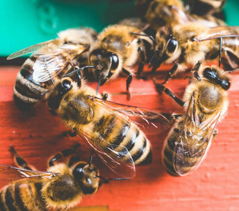What Are Buckfast Honey Bees? Must-Read Guide Bee Professor