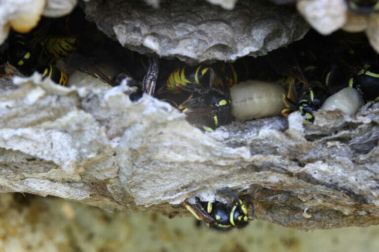 Yellow Jackets Vs. Honey Bees – Comparison Guide Bee Professor
