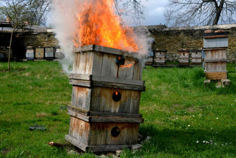 How To Treat American Foulbrood [Best Practice] Bee Professor