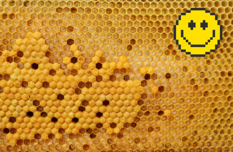 Symptoms of American Foulbrood [Diagnosis Guide] Bee Professor