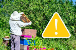 How To Treat American Foulbrood [Best Practice] Bee Professor