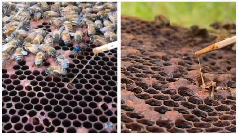 Symptoms of American Foulbrood [Diagnosis Guide] Bee Professor