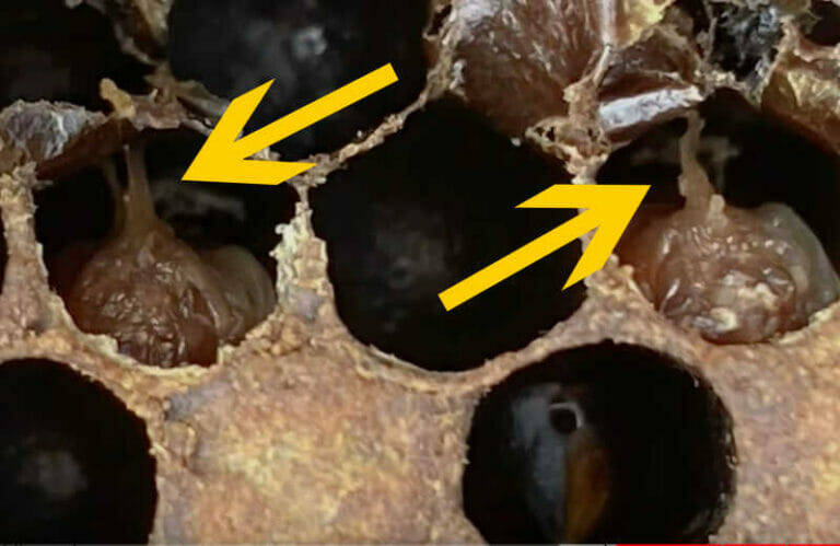 Symptoms of American Foulbrood [Diagnosis Guide] Bee Professor