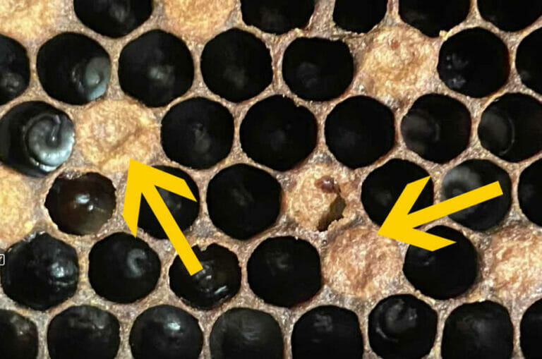 Symptoms of American Foulbrood [Diagnosis Guide] Bee Professor