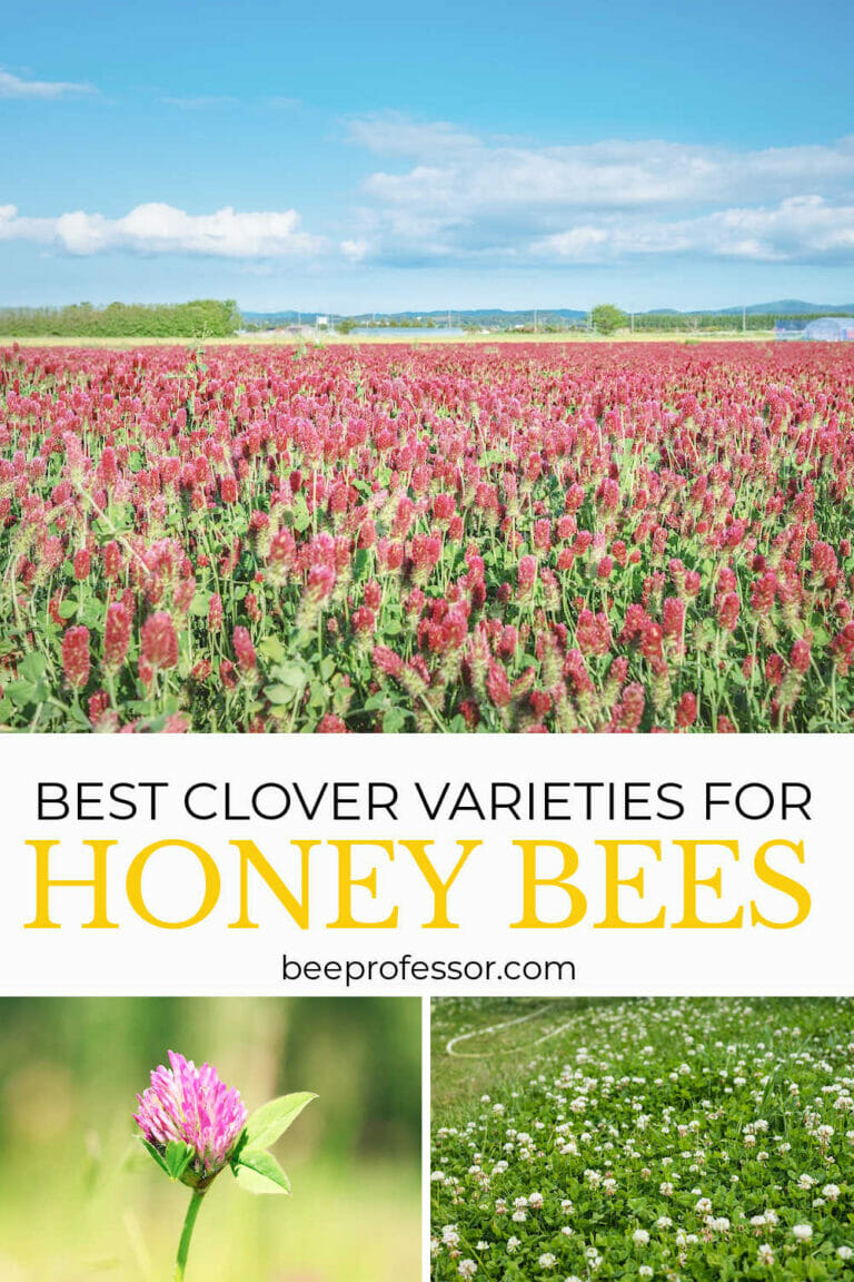 What Is The Best Clover For Honey Bees? [Top 5] Bee Professor