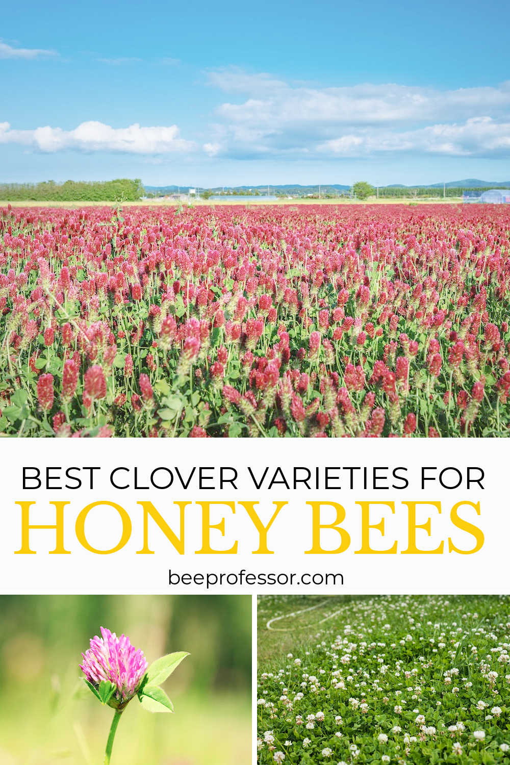 What Is The Best Clover For Honey Bees? [Top 5] Bee Professor