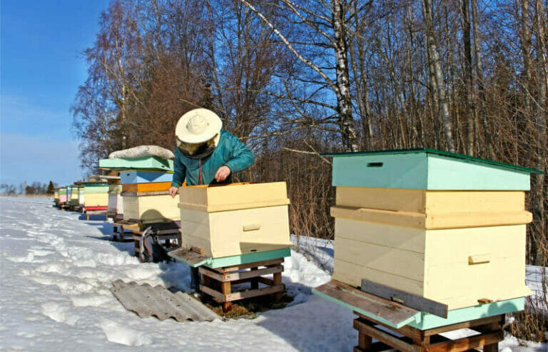 Russian Bees Vs. Italian Bees – Comparison Guide Bee Professor
