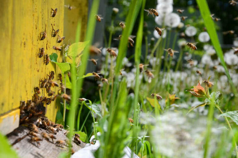 How Do Bees Make Honey? A Beginner's 5-Step Guide Bee Professor