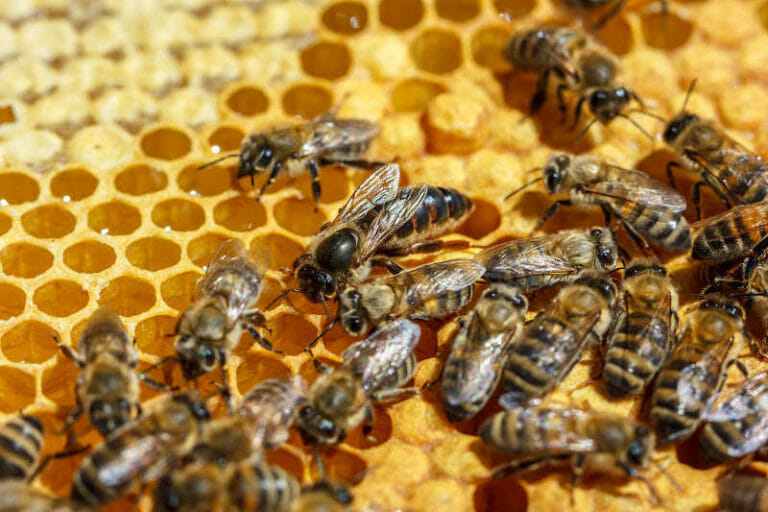 What Is The Role Of A Queen Bee? Bee Professor